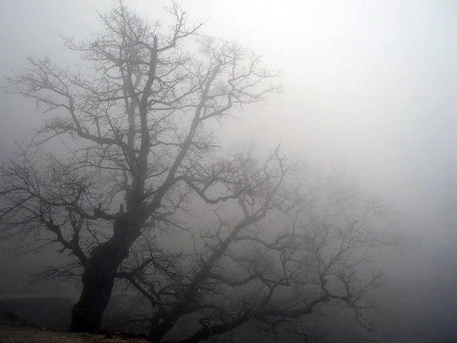 Clearing-the-Fog – Aiding understanding and appreciation of God's Word ...